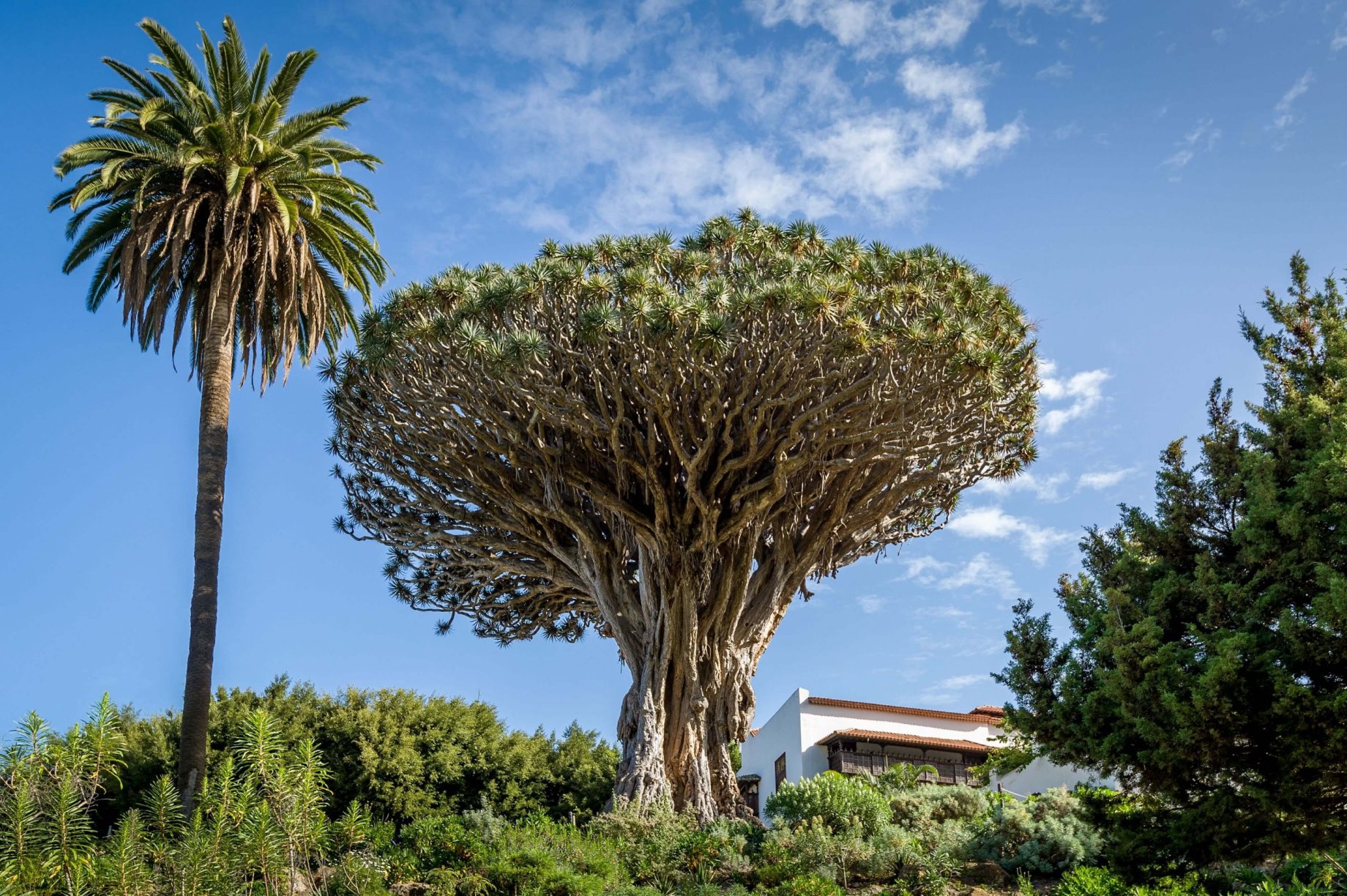 El Drago Milenario - Tenerife | Cestujlevne.com