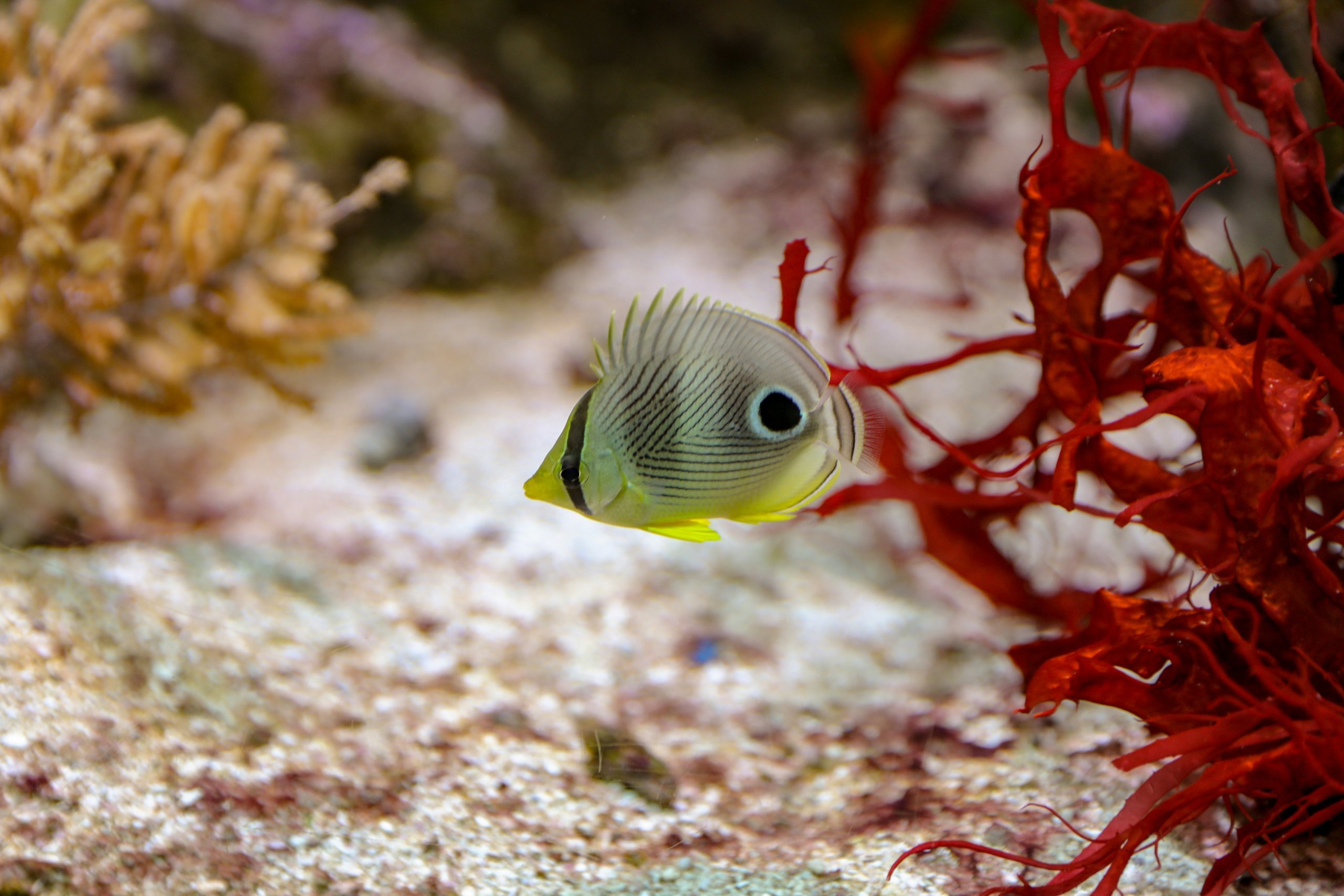 Shedd Aquarium - Chicago | Cestujlevne.com