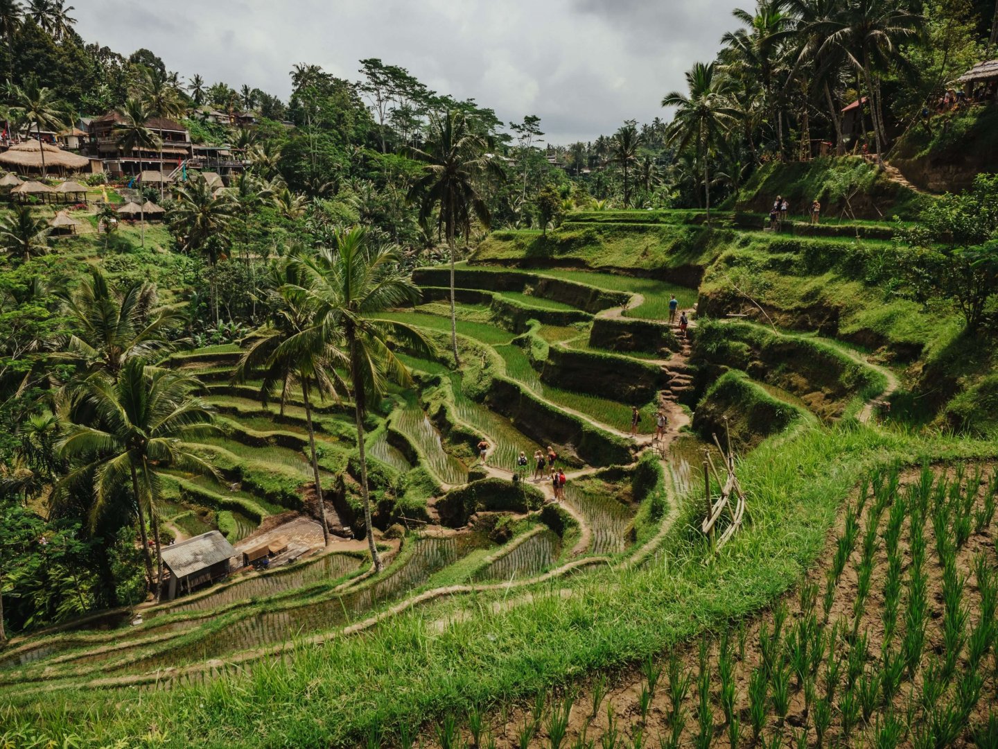 Tegalalang Rice Terrace - Bali | Cestujlevne.com
